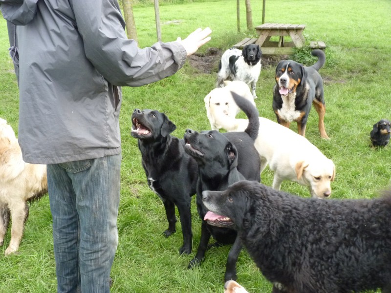 Vakantieroedel | Dierenlogeerboerderij Syltjer Wâld
